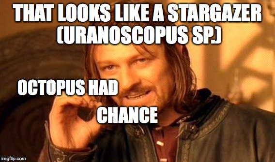 Stargazer Memes