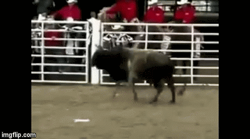 Bull - Imgflip