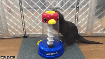 Funny beast :-) - Imgflip