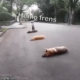 Dog got talent - Imgflip