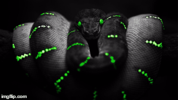 snake - Imgflip