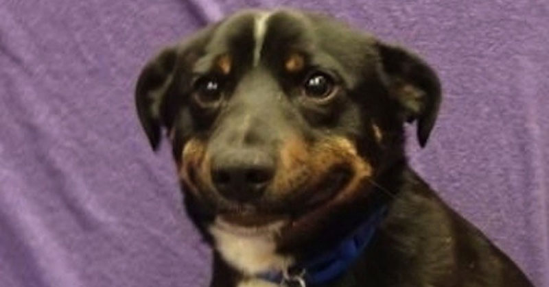 Anxiety Dog Blank Template Imgflip