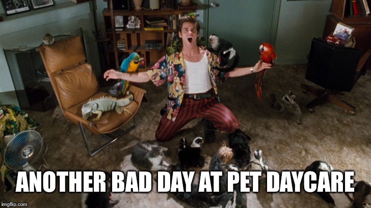 Ace Animals - Imgflip