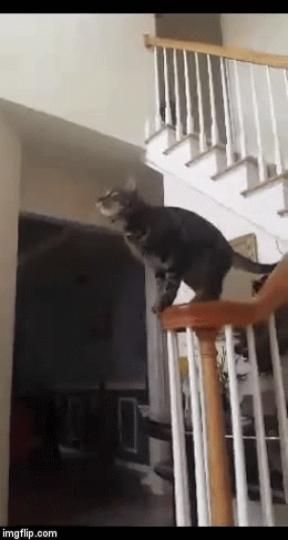 Capt. KitKat Jack makes a leap of faith - Imgflip