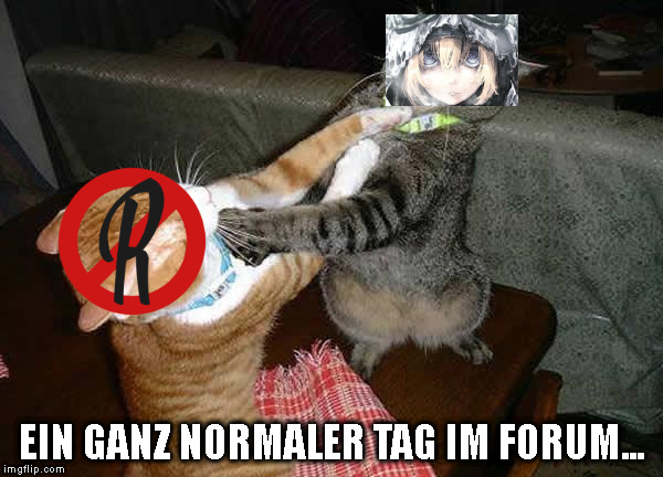 Two cats fighting for real - Imgflip