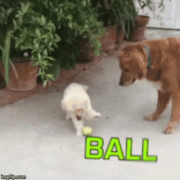 Undecided dog - Imgflip