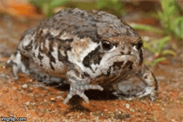 Toadally Grumpy - Imgflip