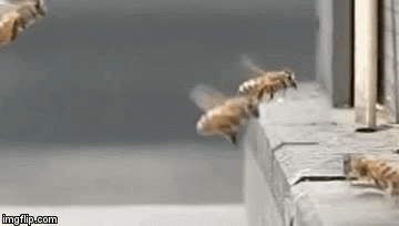 Bees - Imgflip