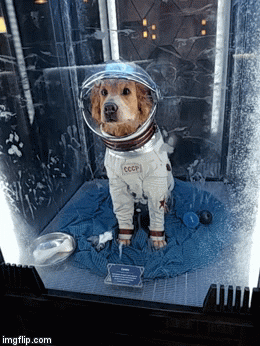 'Cosmo' the dog in 'Guardians Of The Galaxy' (2014) - Imgflip