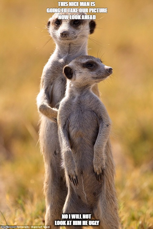 Image tagged in meerkat - Imgflip