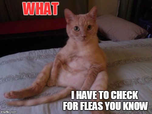 Chester The Cat Meme - Imgflip