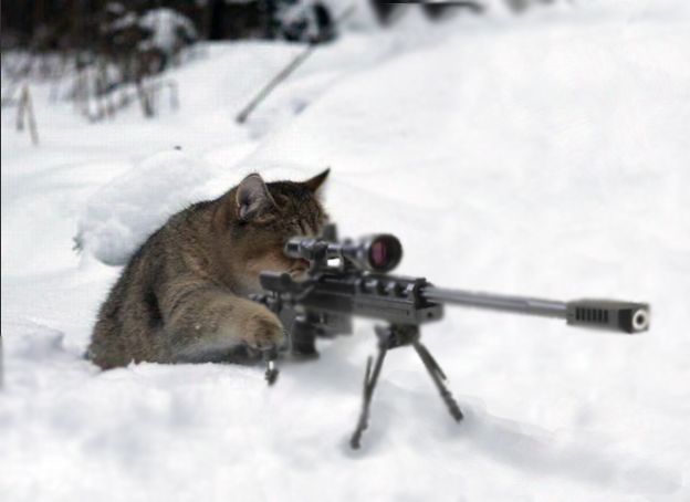 Sniper Cat Blank Template Imgflip