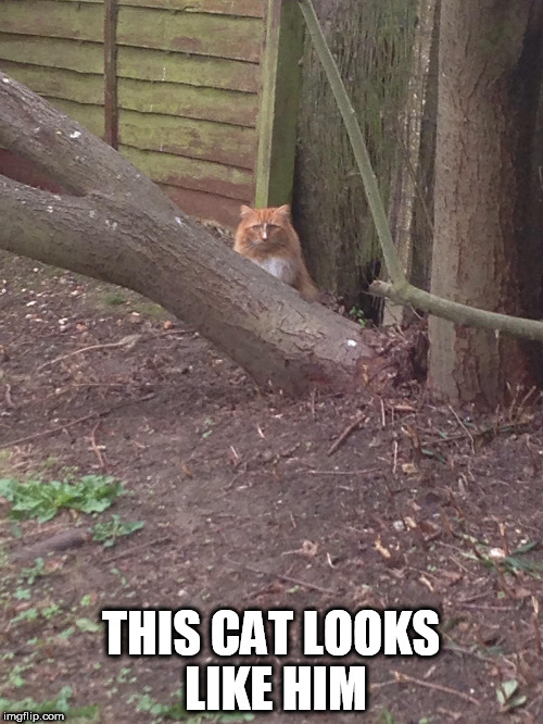 Image tagged in nicolas cage bunny - Imgflip