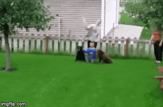 Dog race - Imgflip