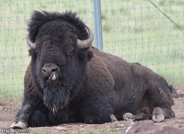 buffalo - Imgflip