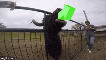 Animated GIF - Imgflip