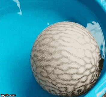 Baloon fish - Imgflip