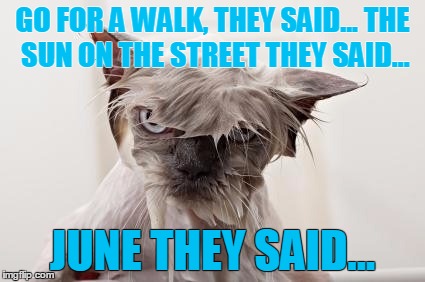 Image tagged in angry wet cat - Imgflip