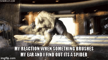 Normal Reaction To Spider - Imgflip
