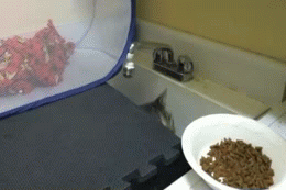 Lucky Cat Steals a Nibble - Imgflip