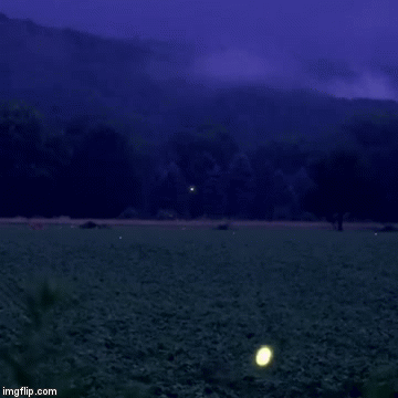 fireflies - Imgflip