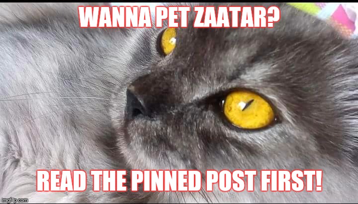 Zaatar likes pinned posts - Imgflip