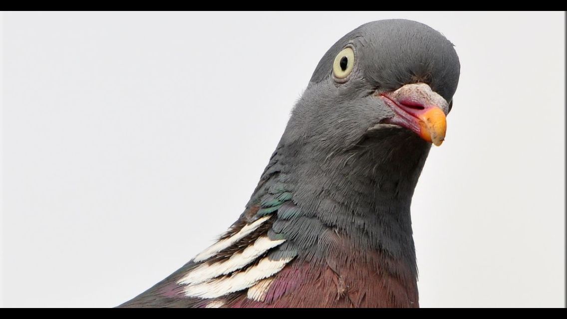 Pigeon Blank Template Imgflip