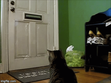 Cat getting mail - Imgflip