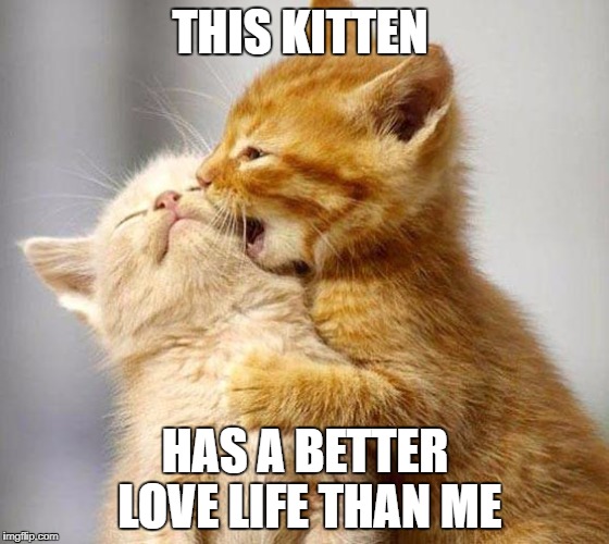Kissing Kittens - Imgflip