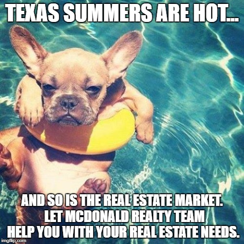 Summer is here dog pug - Imgflip