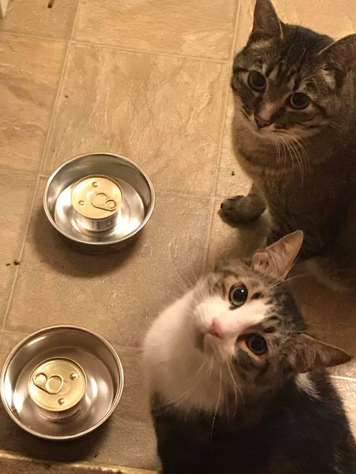 Hungry Cats Memes Imgflip