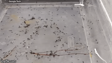 Animated GIF - Imgflip