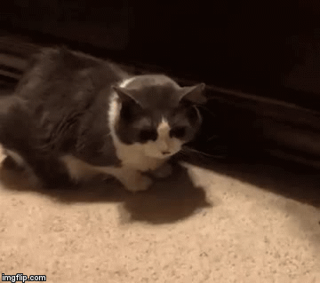 Bamboozled - Imgflip
