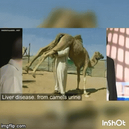 Camel Urine Memes 5262
