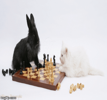 bunny and kitten plaing chess - Imgflip