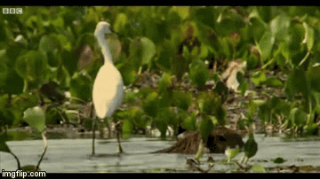 You may be cool, but you'll never be as cool as an egret riding a capybara looking for frogs ...