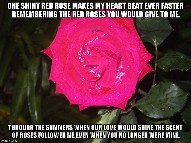 Shiny Red Rose - Imgflip
