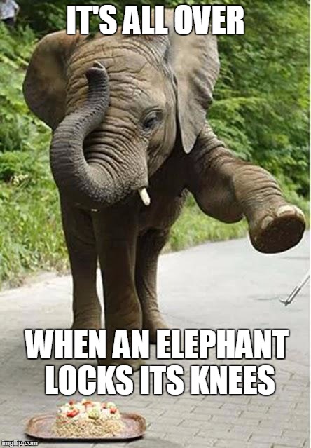 Baby Elephant Birthday - Imgflip