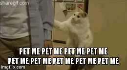 Pet me - Imgflip