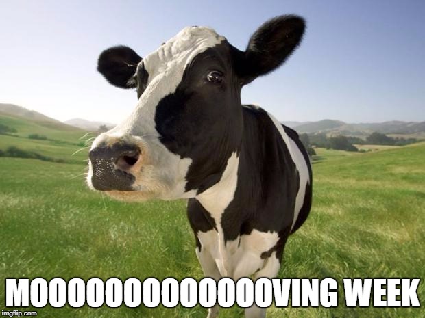 cow - Imgflip