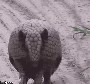 Transformers: age of the armadillo - Imgflip