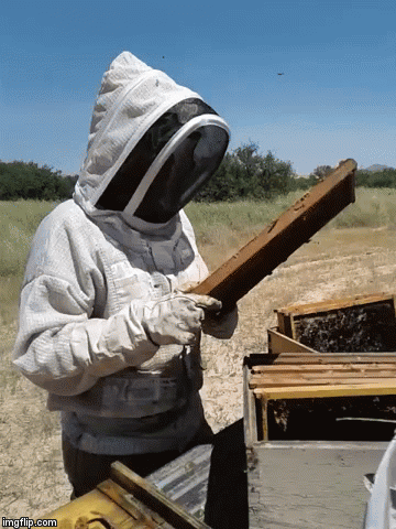 beekeeping - Imgflip
