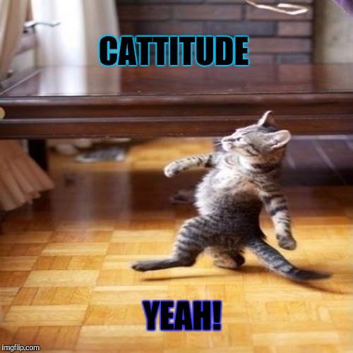 Runway cat... Ya'll Lesser Pussies Better Reckanize! ≧^ ^≦ - Imgflip