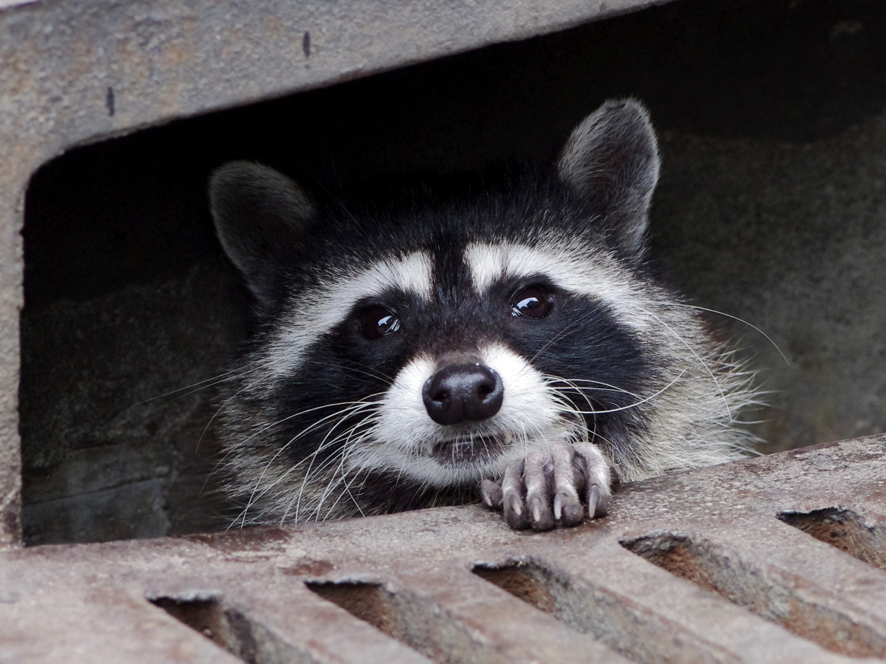 Sewer raccoon Blank Template - Imgflip