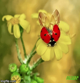 ladybug - Imgflip
