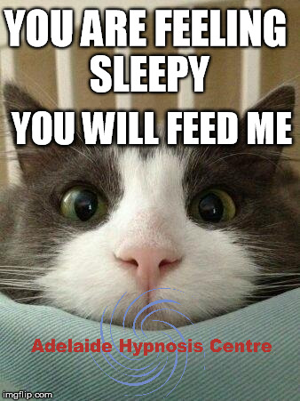 Hypnosis Cat - Imgflip