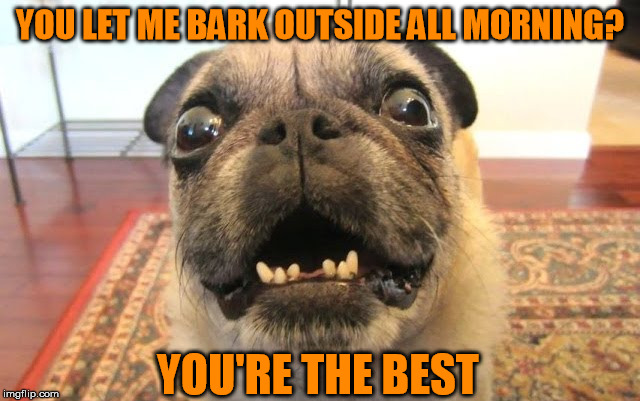 WHO SAID YOU COULD BARK?!? - Imgflip