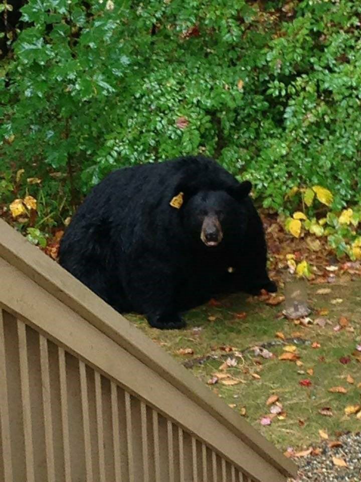 Fat Bear Memes Imgflip