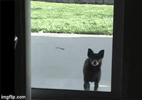 Dancing doggo - Imgflip