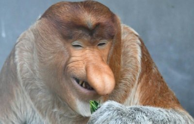 Nosacz ?mieszek Blank Template - Imgflip